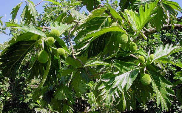 Breadnut – Himalayanblossoms