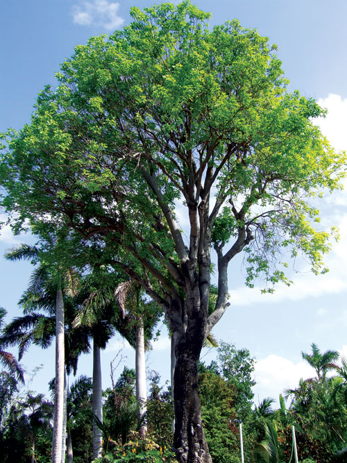 Genip – Himalayanblossoms