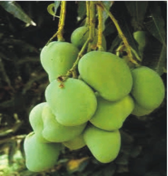 Mango – Himalayanblossoms