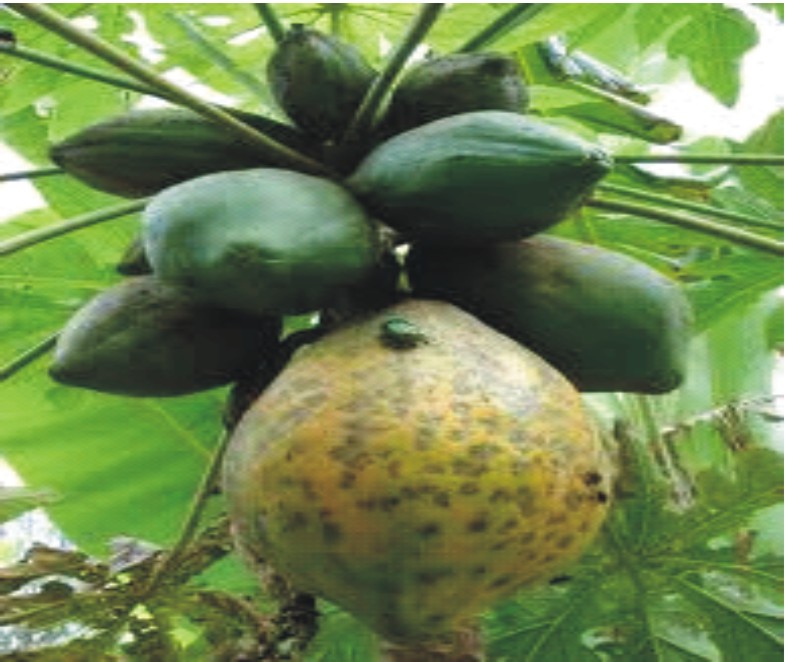 Papaya – Himalayanblossoms