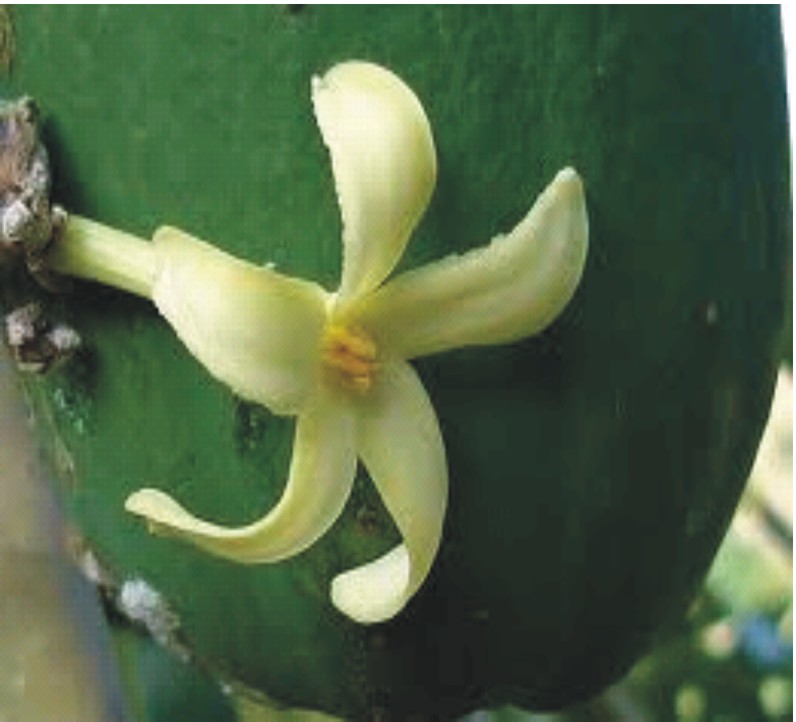 Papaya – Himalayanblossoms