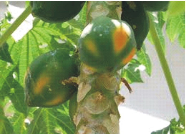 Papaya – Himalayanblossoms