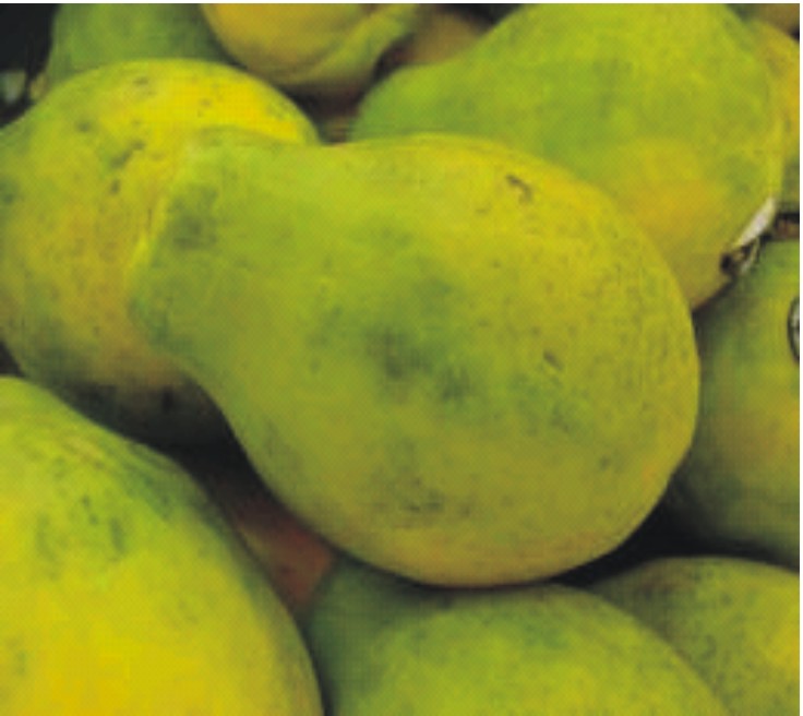Papaya – Himalayanblossoms