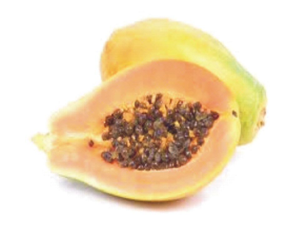 Papaya – Himalayanblossoms
