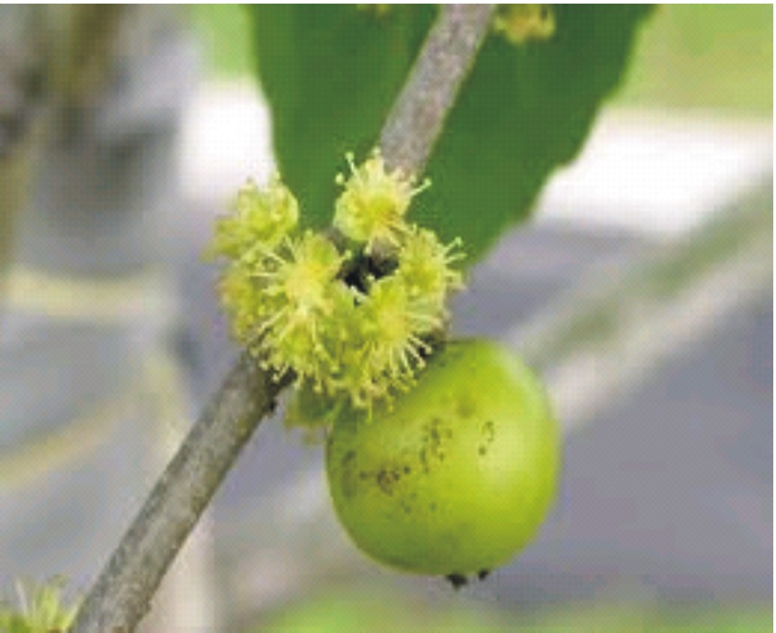 Psydium – Himalayanblossoms