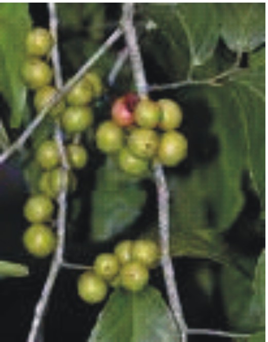 Psydium – Himalayanblossoms