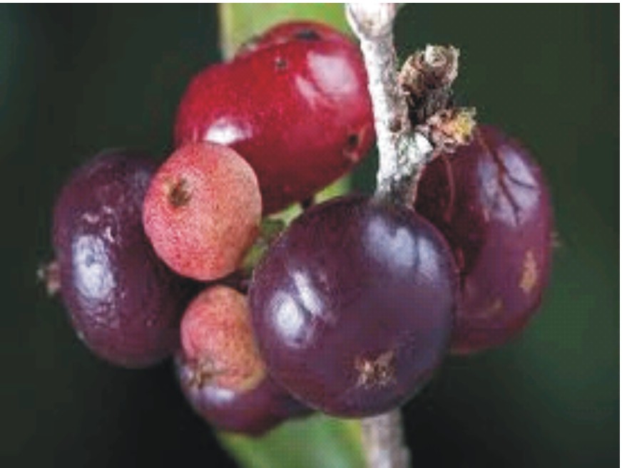 Psydium – Himalayanblossoms