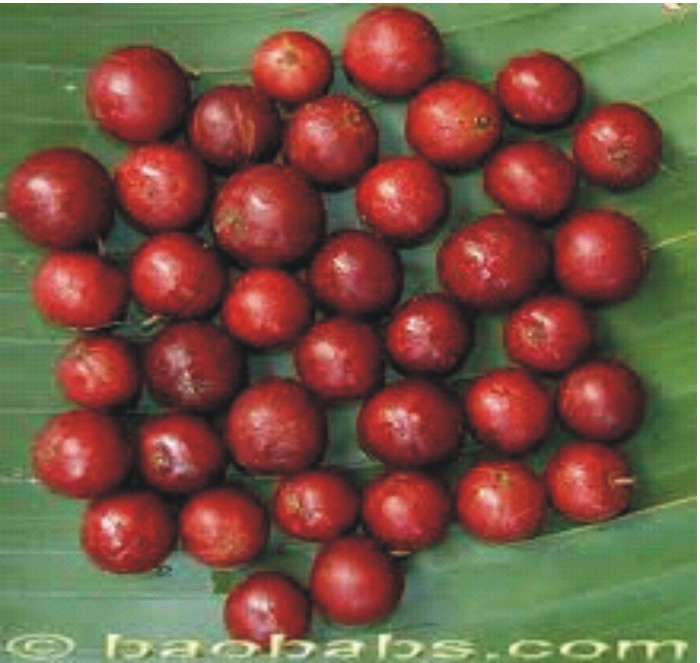 Psydium – Himalayanblossoms