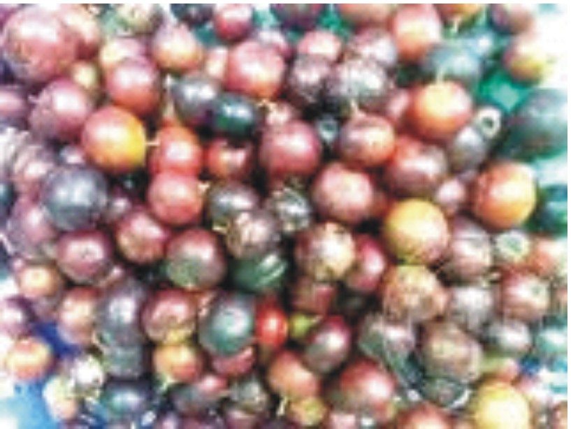 Psydium – Himalayanblossoms