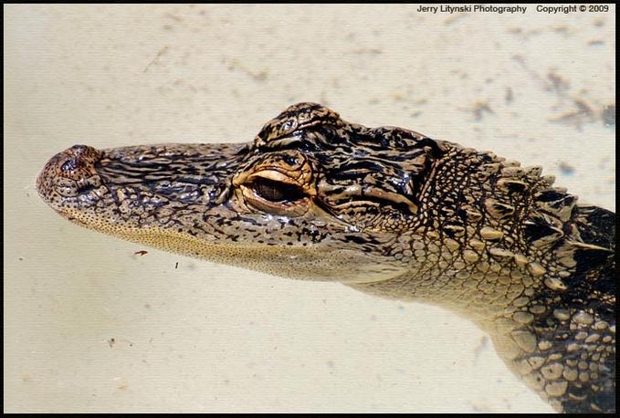 Alligators – Himalayanblossoms