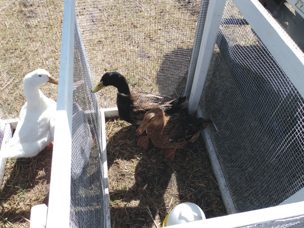 Ducks – Himalayanblossoms