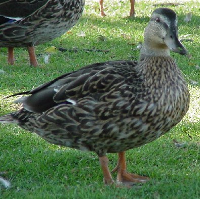 Ducks – Himalayanblossoms