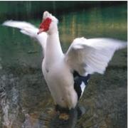 Ducks – Himalayanblossoms