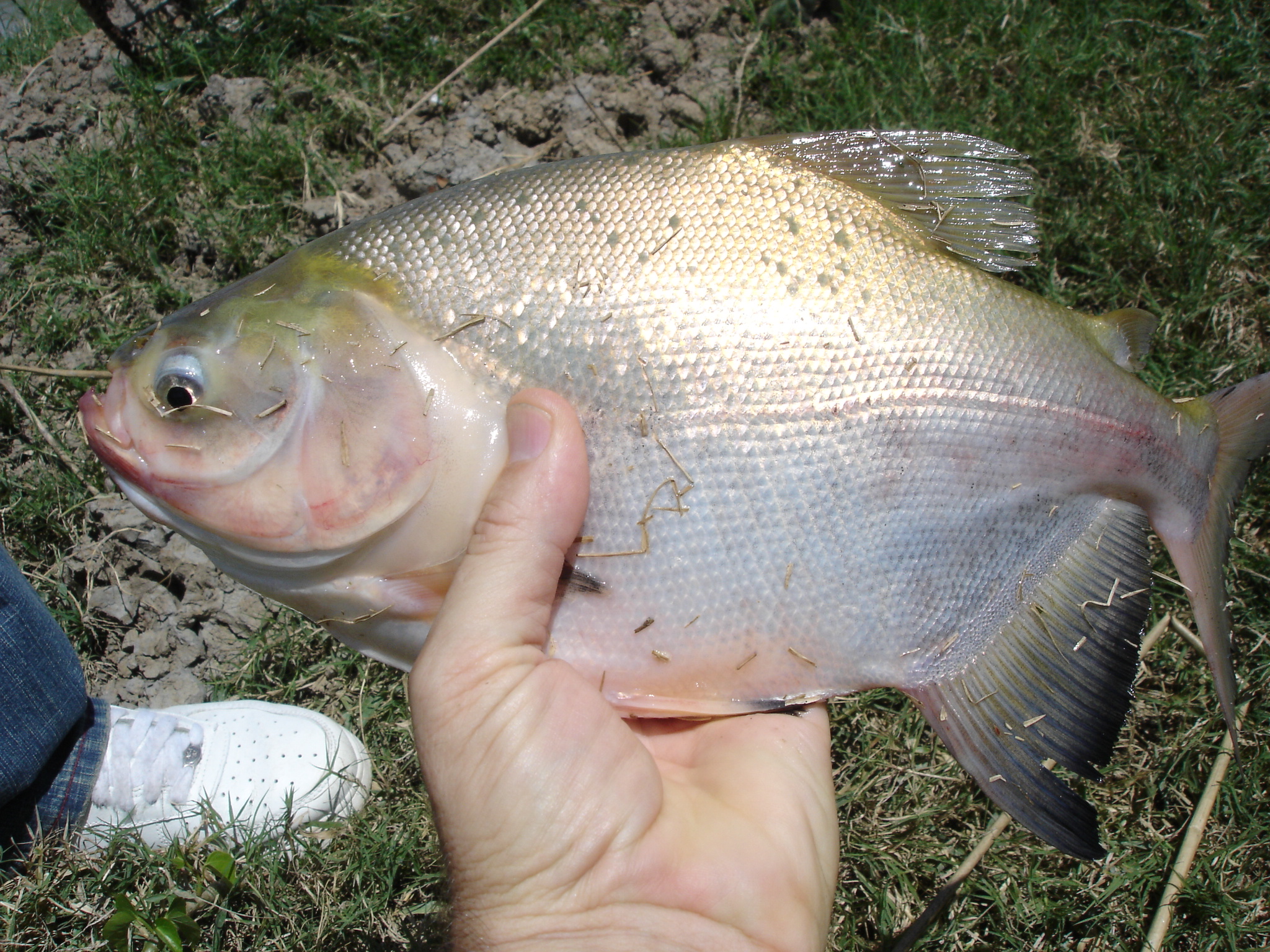 Pacus – Himalayanblossoms