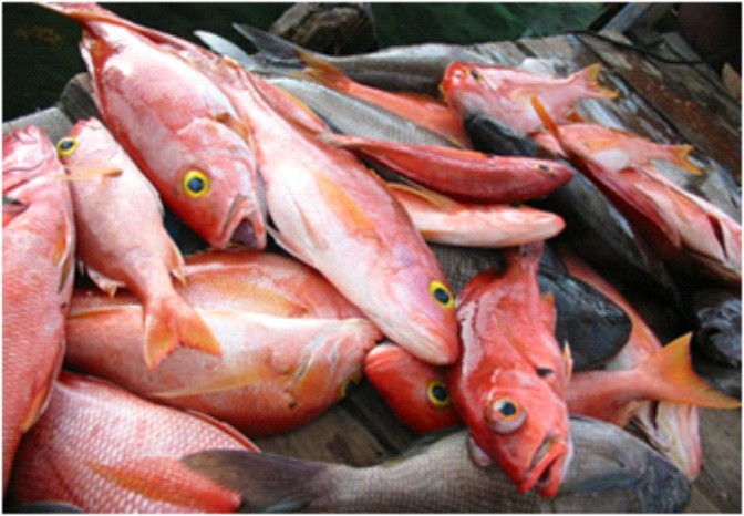 Pacus – Himalayanblossoms