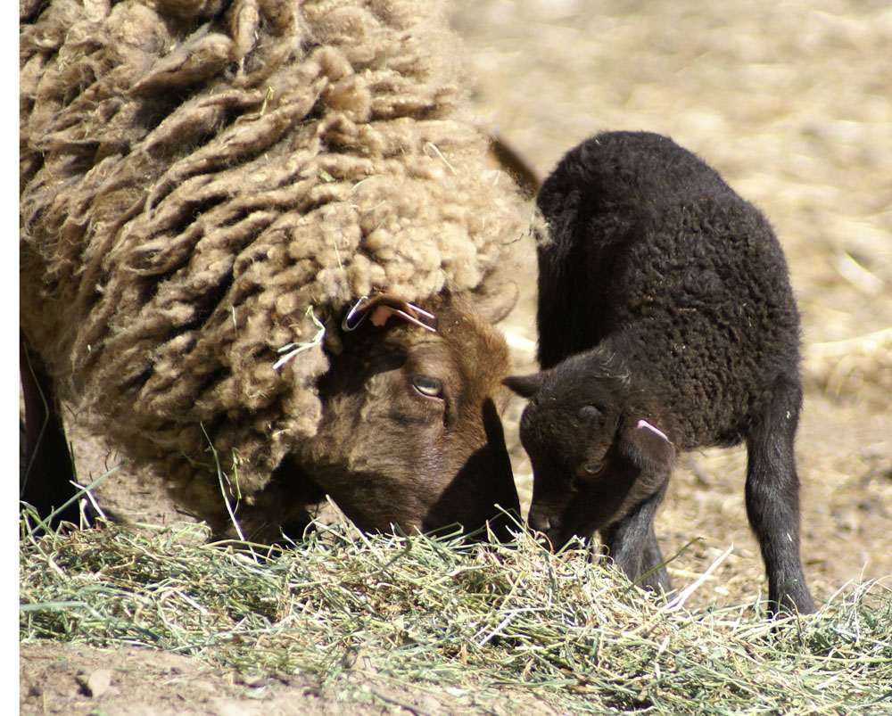 Sheep – Himalayanblossoms