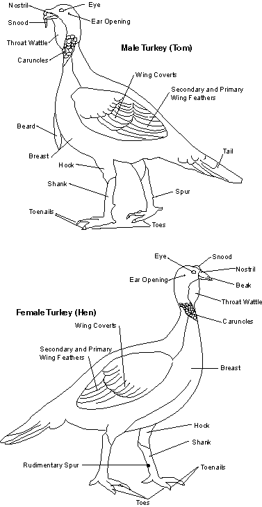 Turkeys – Himalayanblossoms