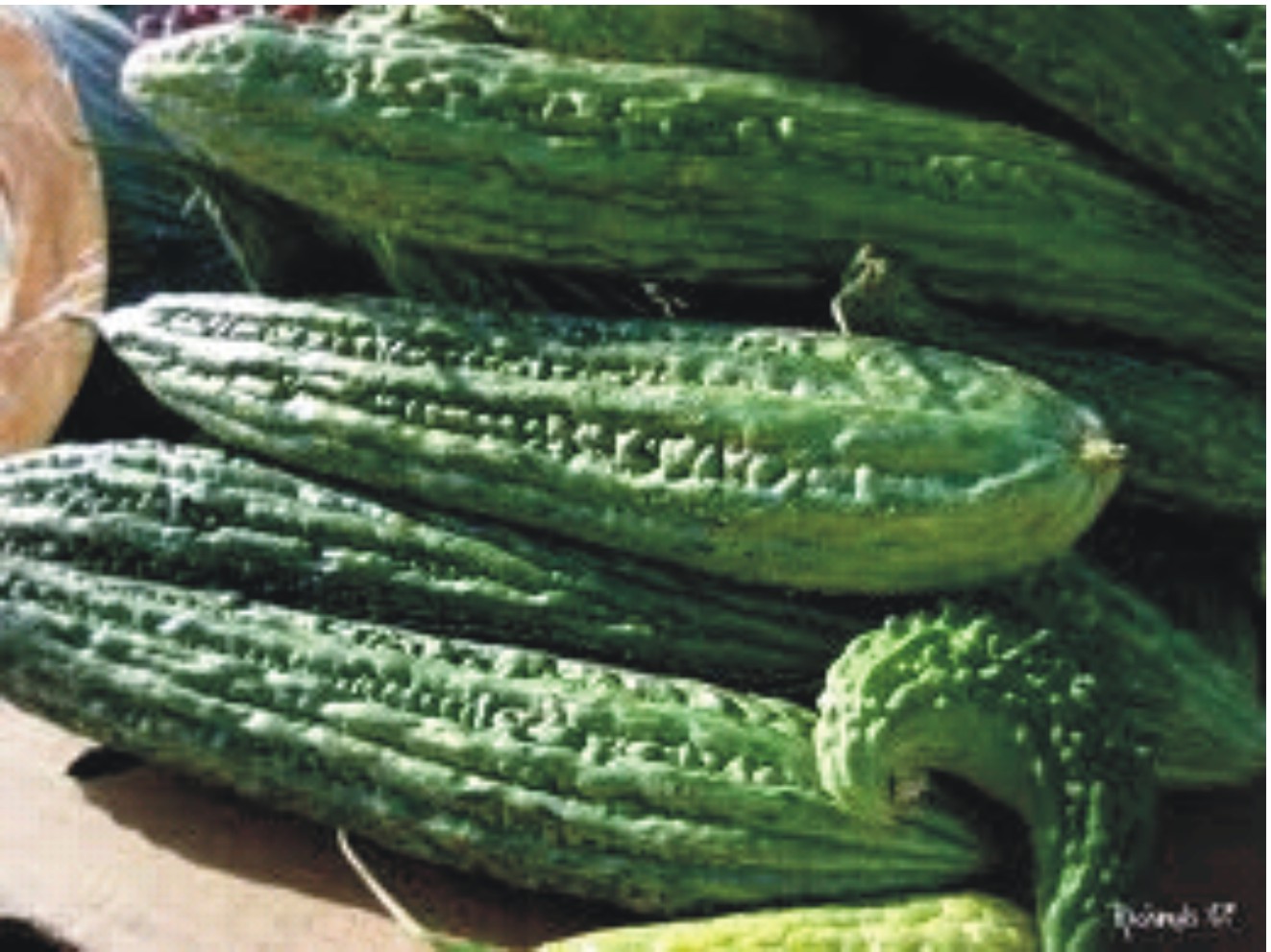 Carilla – Himalayanblossoms