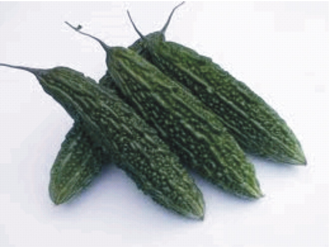 Carilla – Himalayanblossoms