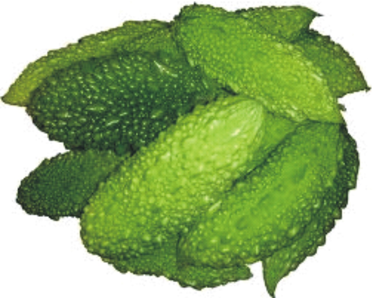 Carilla – Himalayanblossoms