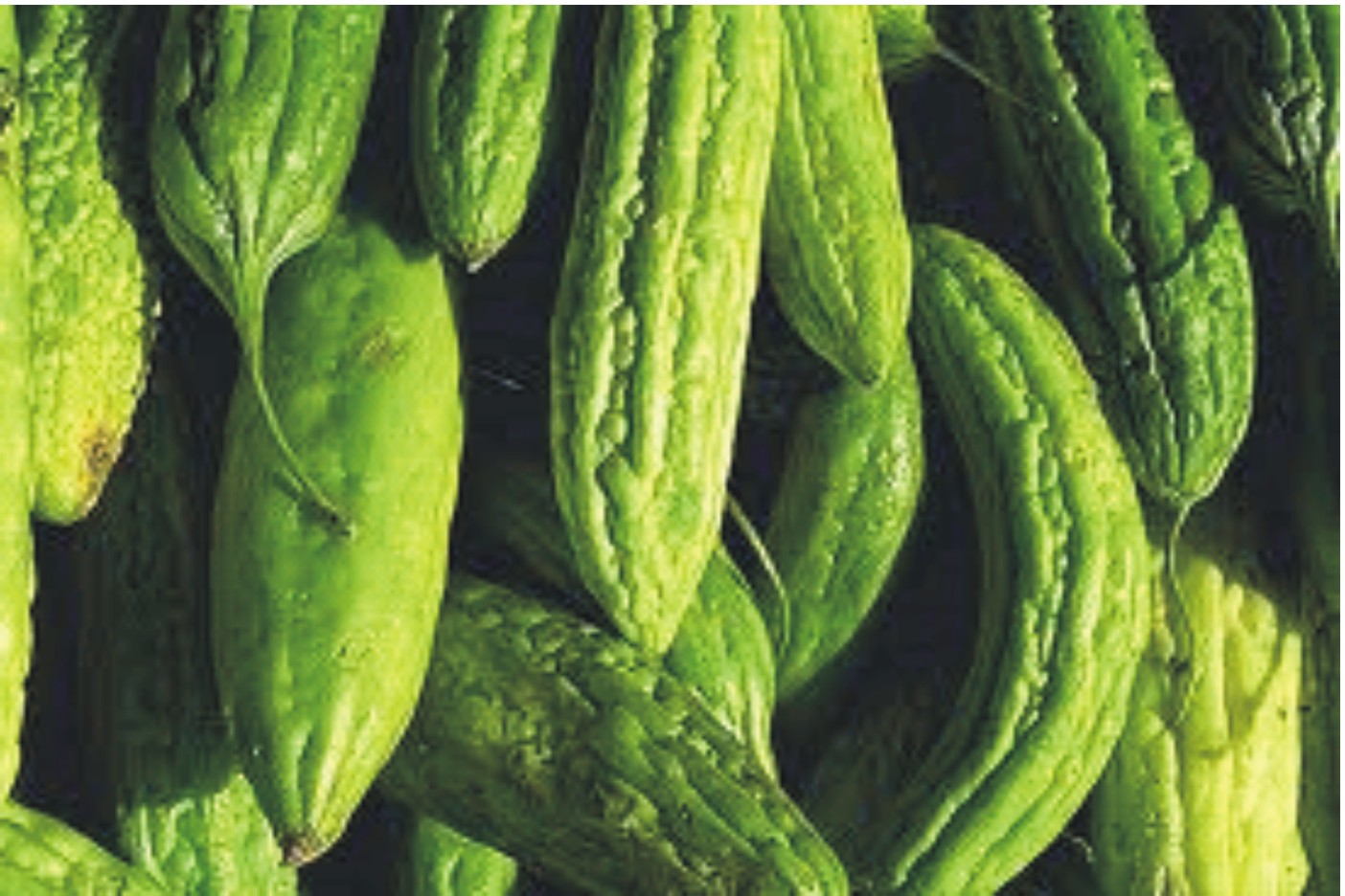 Carilla – Himalayanblossoms