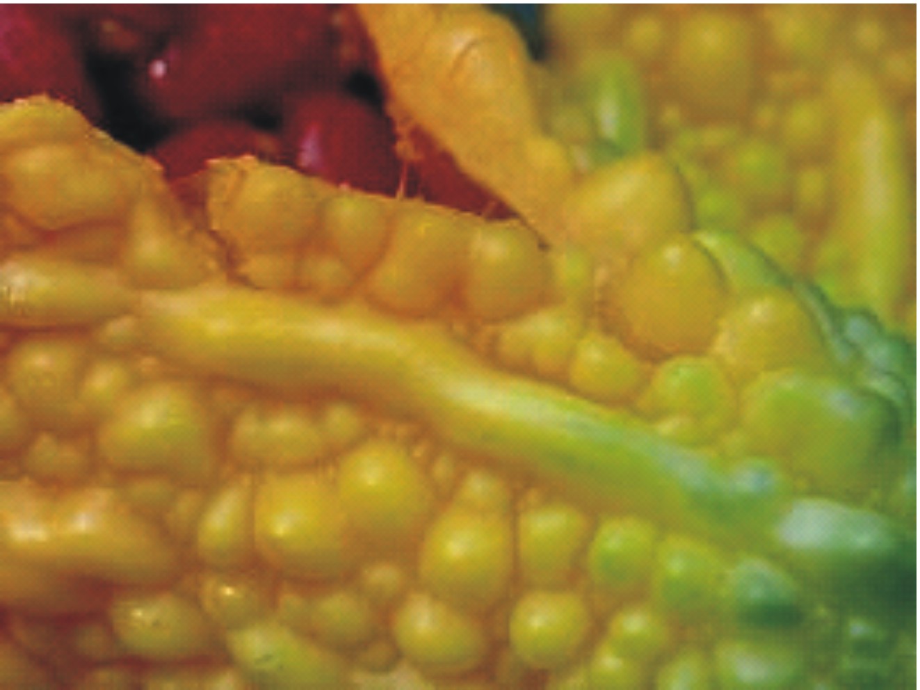 Carilla – Himalayanblossoms