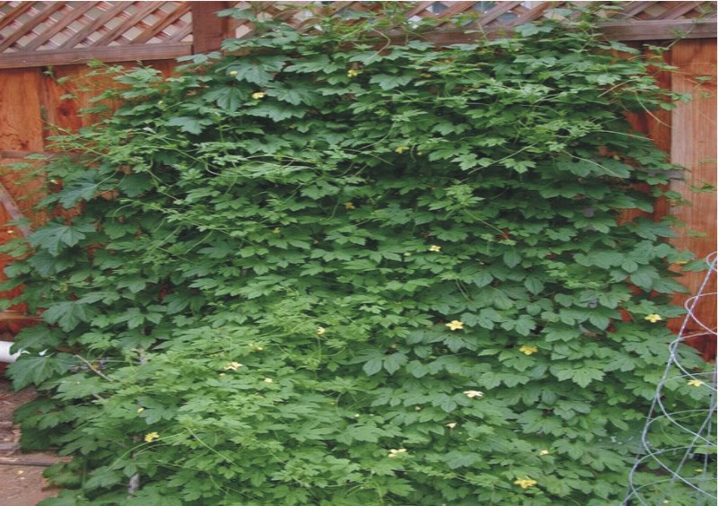 Carilla – Himalayanblossoms