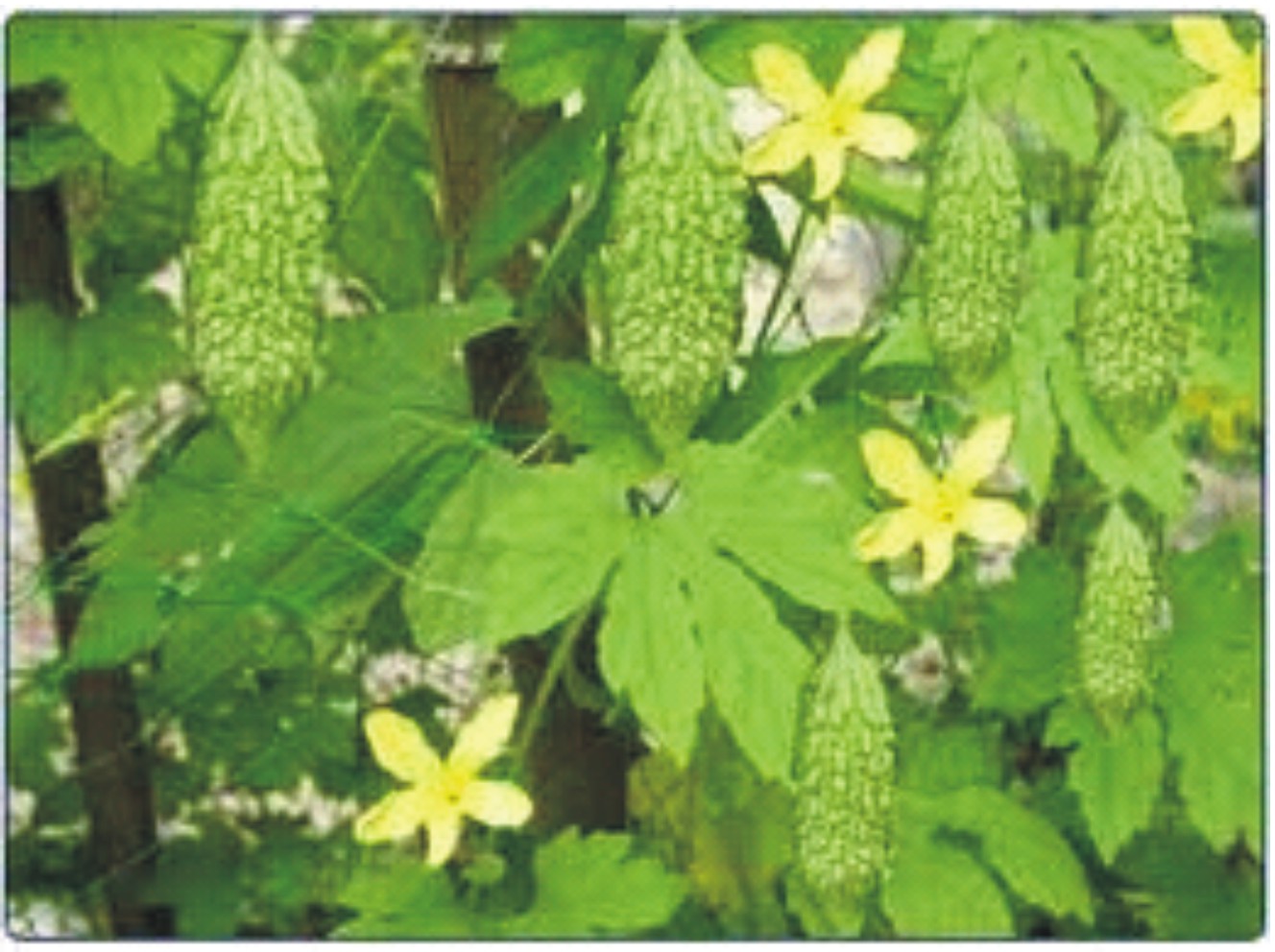 Carilla – Himalayanblossoms