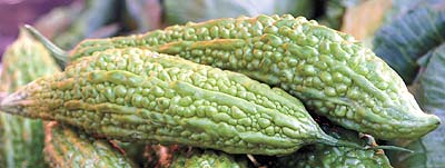 Carilla – Himalayanblossoms