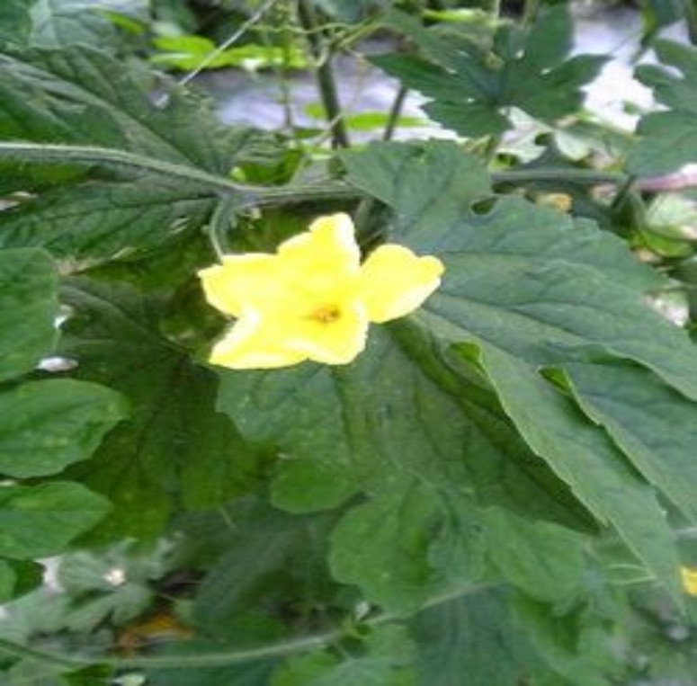 Carilla – Himalayanblossoms