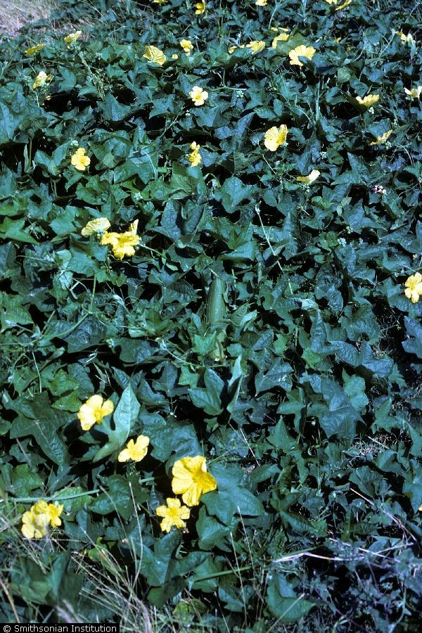 Jingi – Himalayanblossoms