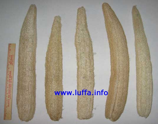 Jingi – Himalayanblossoms