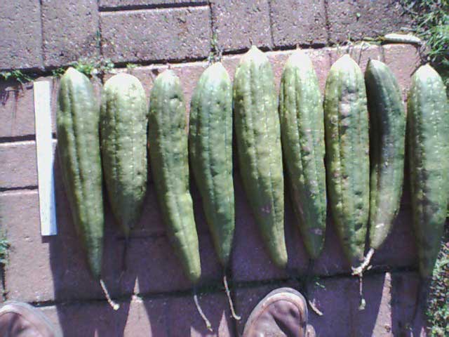 Jingi – Himalayanblossoms