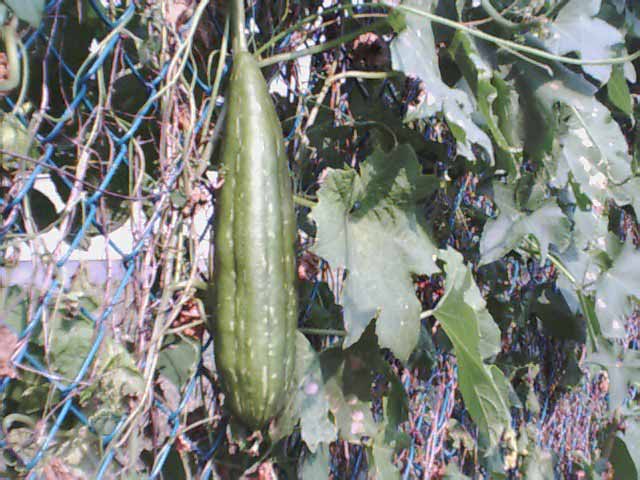 Jingi – Himalayanblossoms